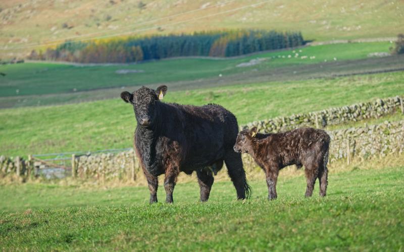 About | Real Galloway Beef